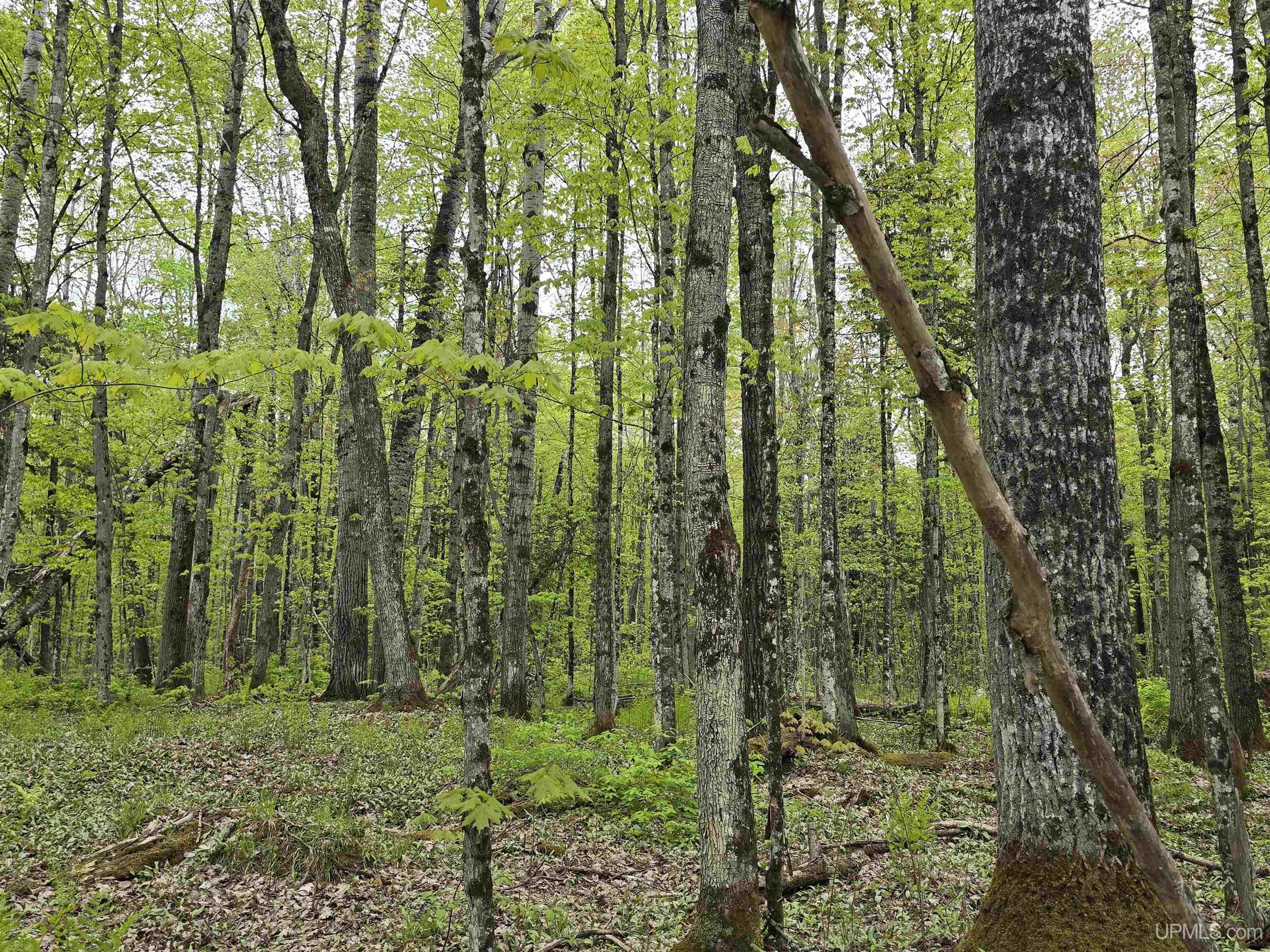 Lot 37 Yellow Nisula, MI MLS#50176044 Great Lakes and Land