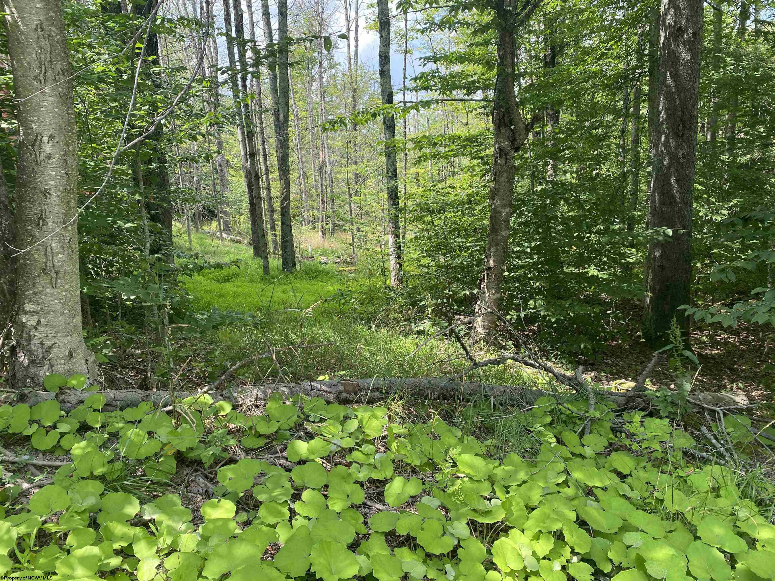 LOT 60 BROOKESIDE ROAD, DAVIS, WV 26260 • Black Bear Resort