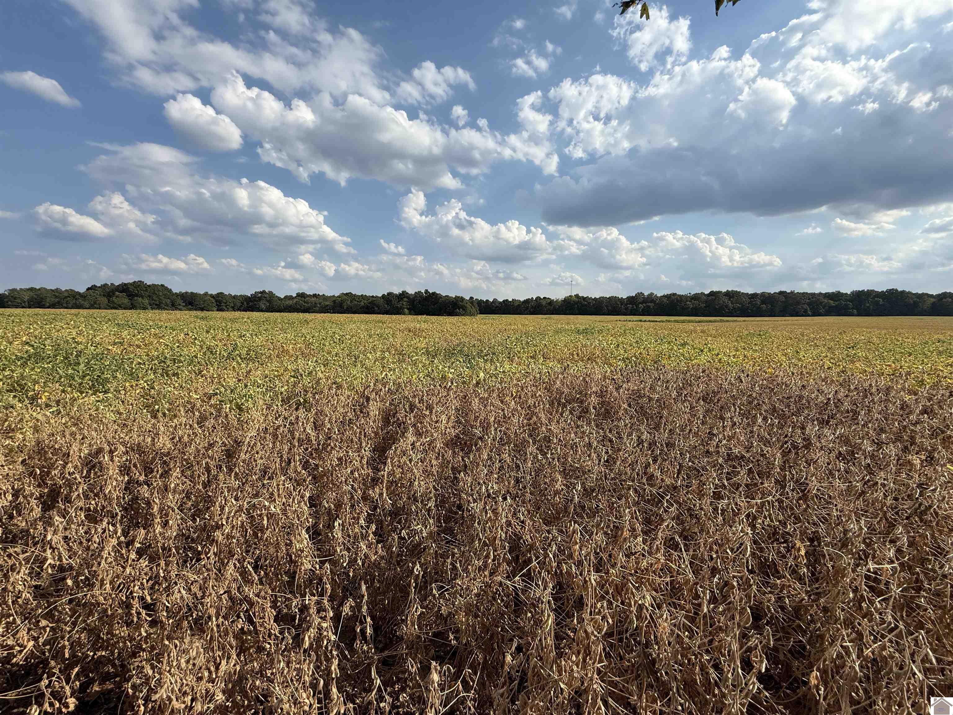 0 Magness Road Hardin KY 42048 | Pending